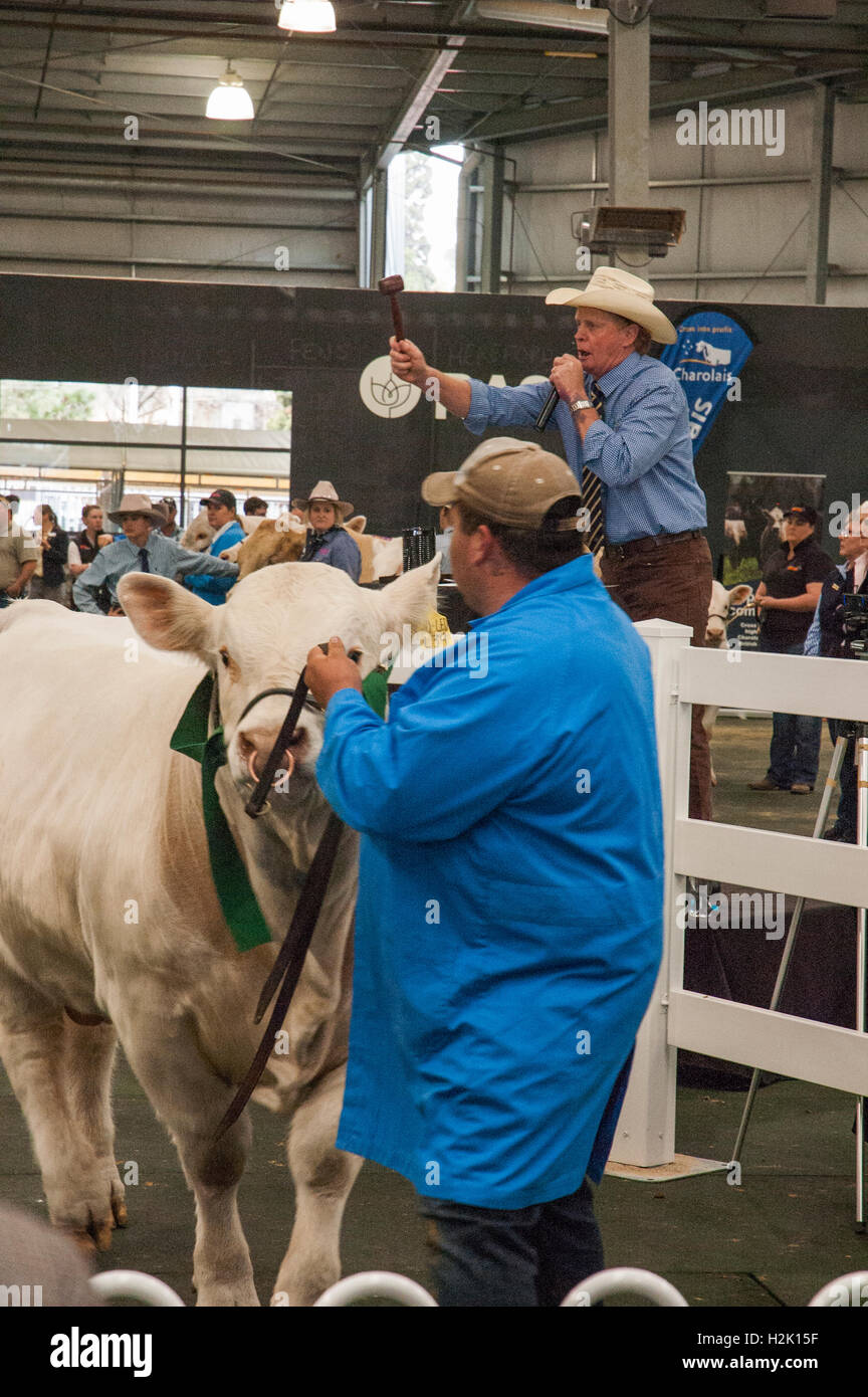 Cattle auction hi-res stock photography and images - Alamy