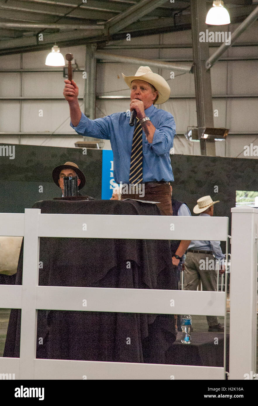 Show cattle livestock animals hi-res stock photography and images - Alamy