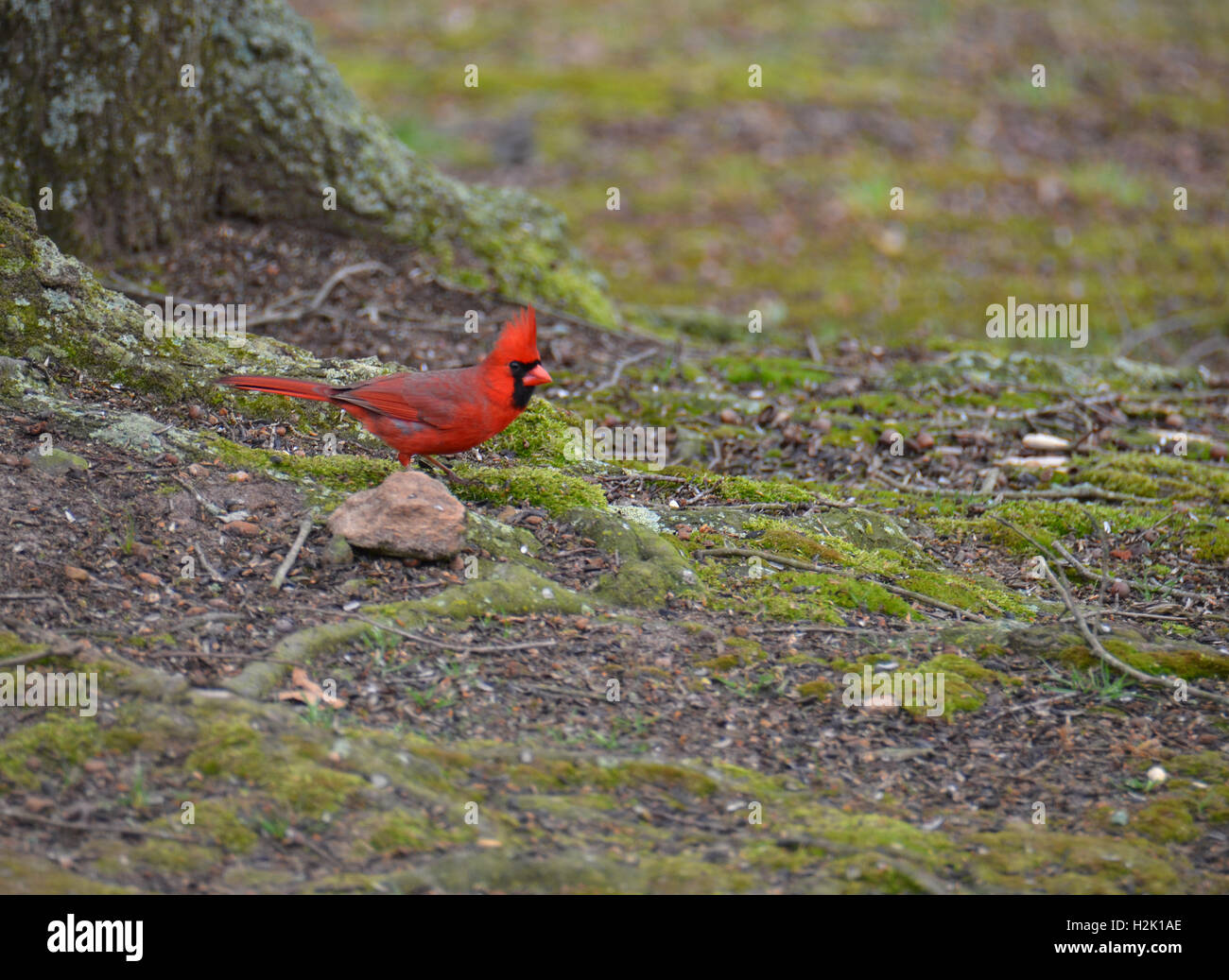 Northern Cardinal (C. cardinalis Stock Photo - Alamy