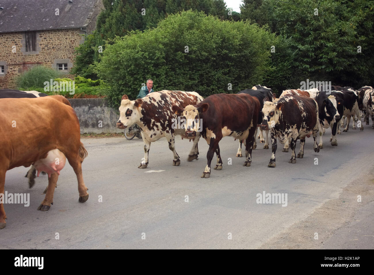 Farmer moving Normandy cattle in Normandy France Stock Photo - Alamy