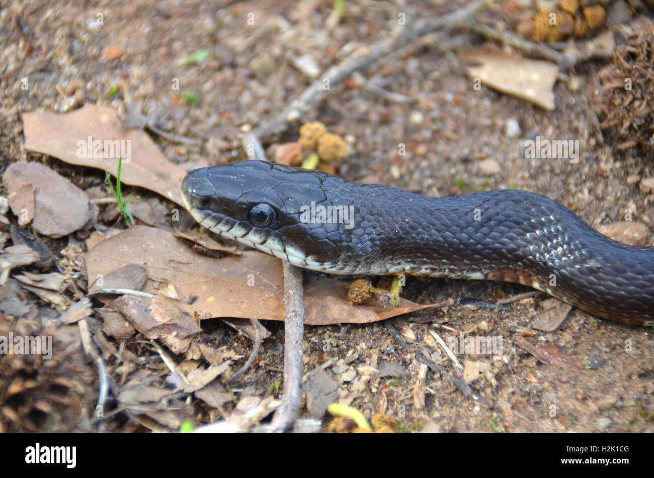 Rat Snake (Elaphe obsoleta Stock Photo - Alamy