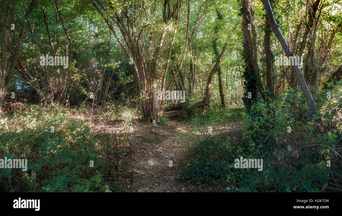 English woodland hi-res stock photography and images - Alamy