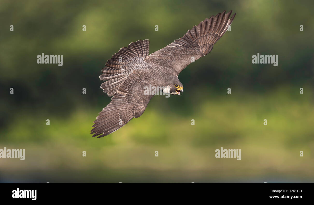 Falcon wings spread hi-res stock photography and images - Alamy