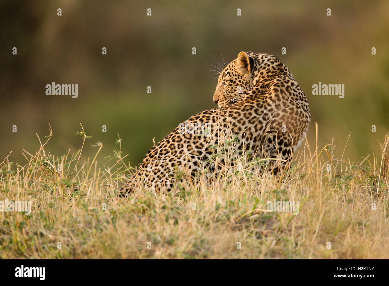 A crouching leopard turning to the side Stock Photo - Alamy