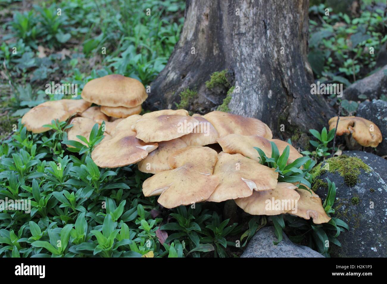 Clam mushroom hi-res stock photography and images - Alamy