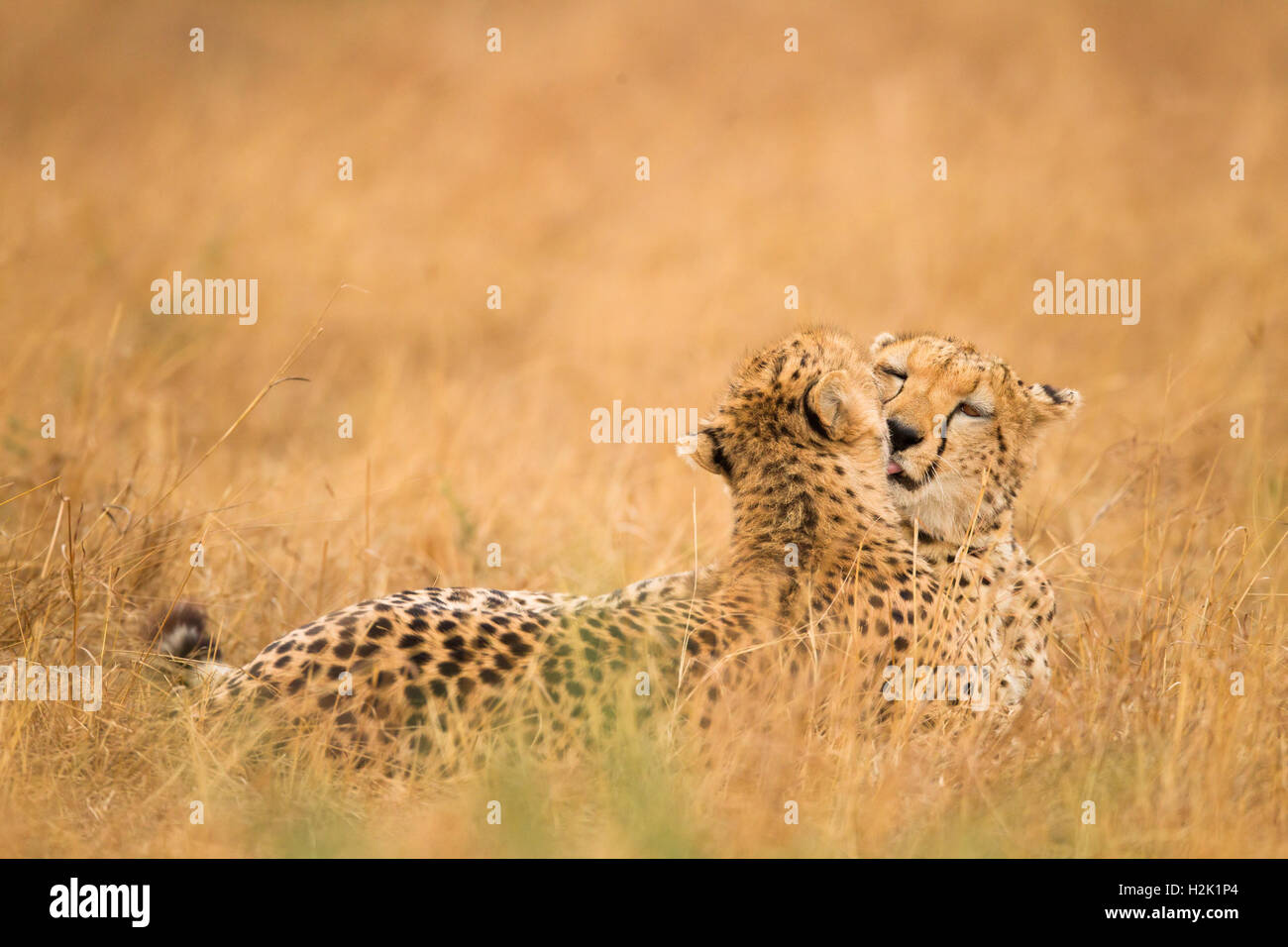 Savannah bond hi-res stock photography and images - Alamy