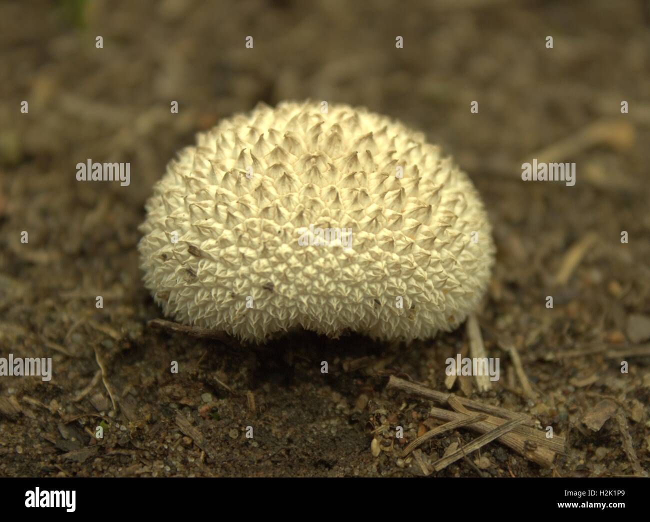 Fuzzy Puffball