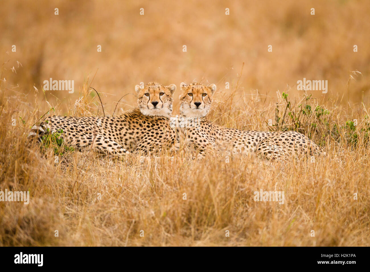 A cheetah mother and cub lying next to each other in the grass Stock Photo - Alamy