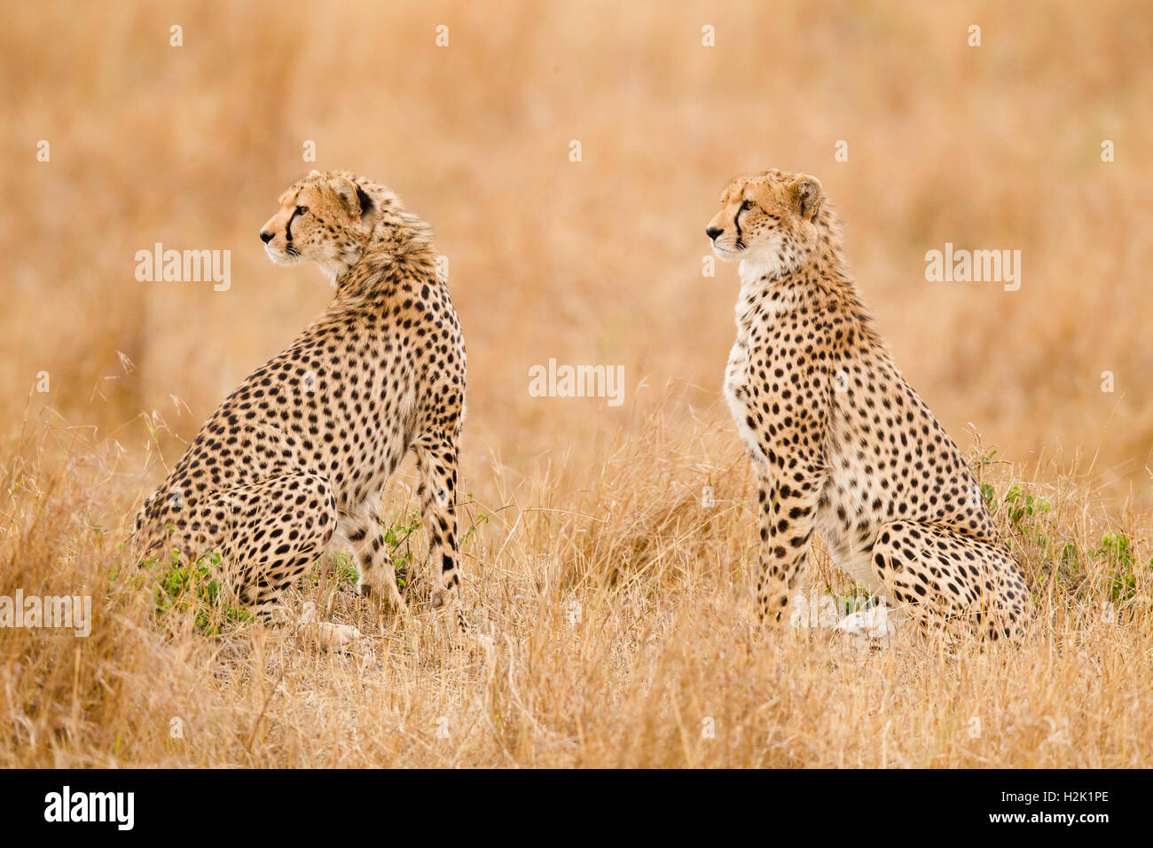 Acinonyx jubatus raineyii hi-res stock photography and images - Alamy