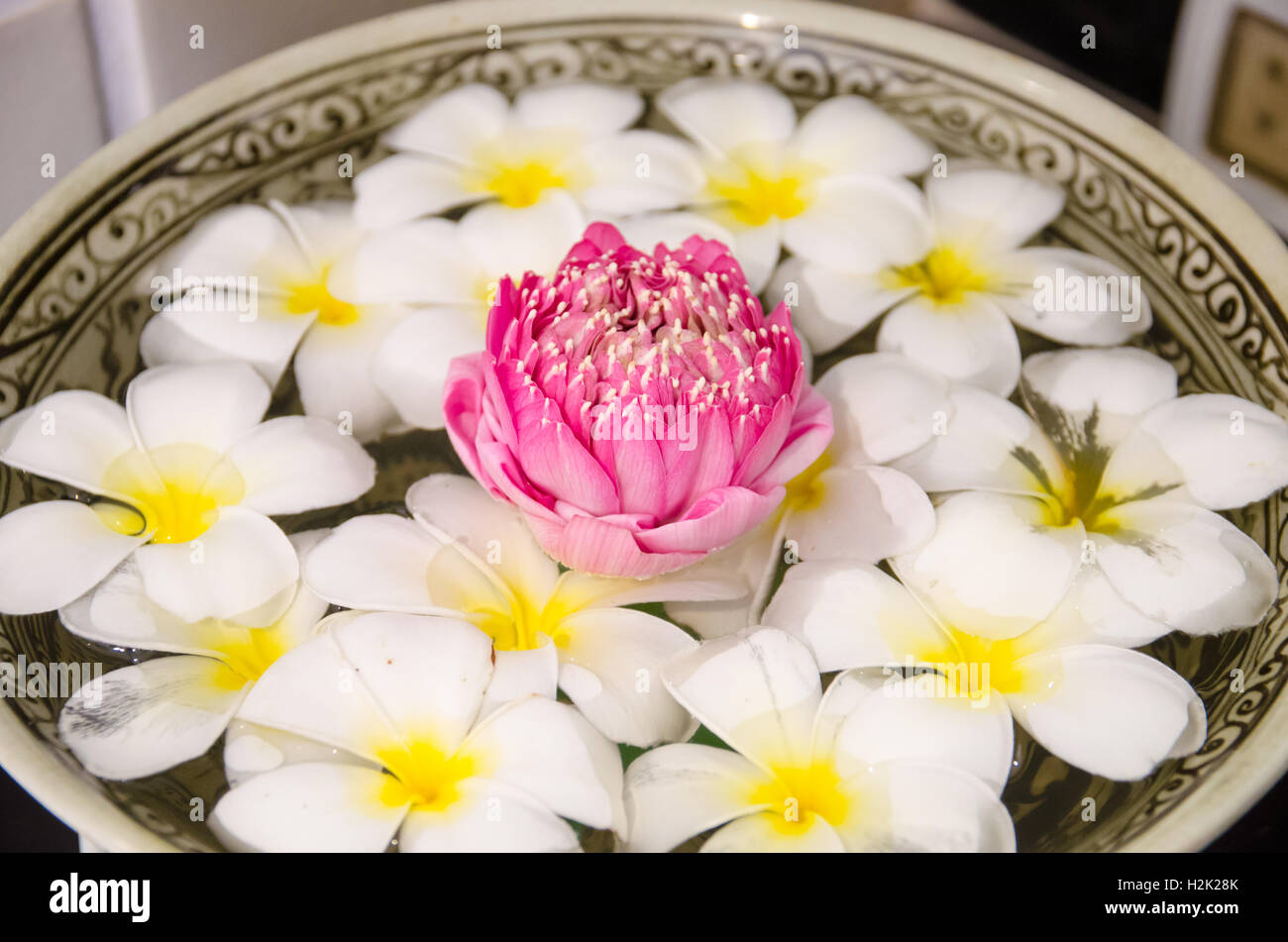Plumeria spa flowers over water with pink lotus, focus on lotus Stock ...