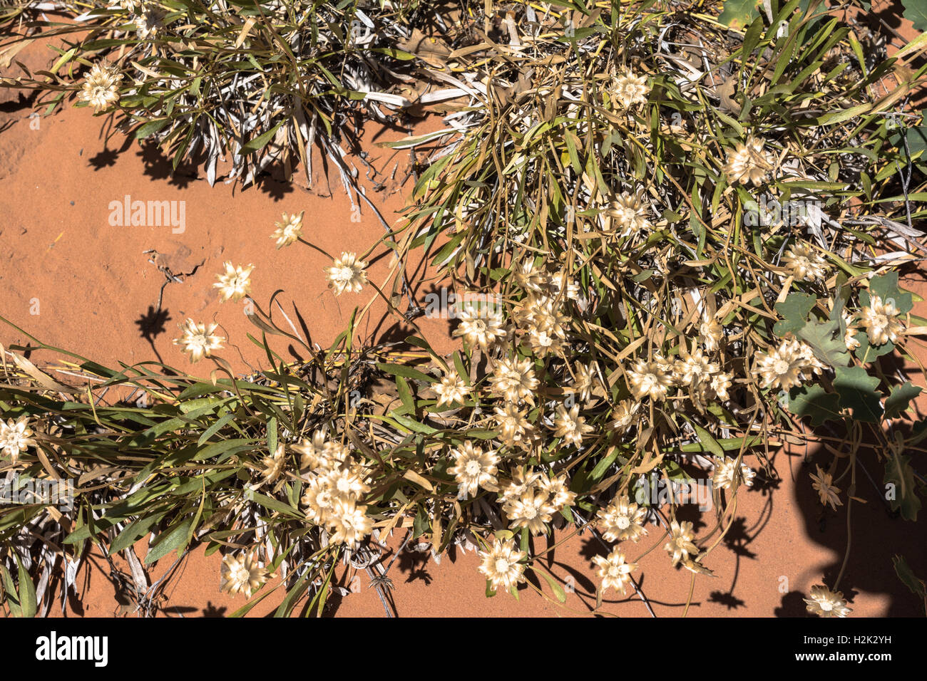 Desert flowers, Arches National Park, Utah Stock Photo - Alamy