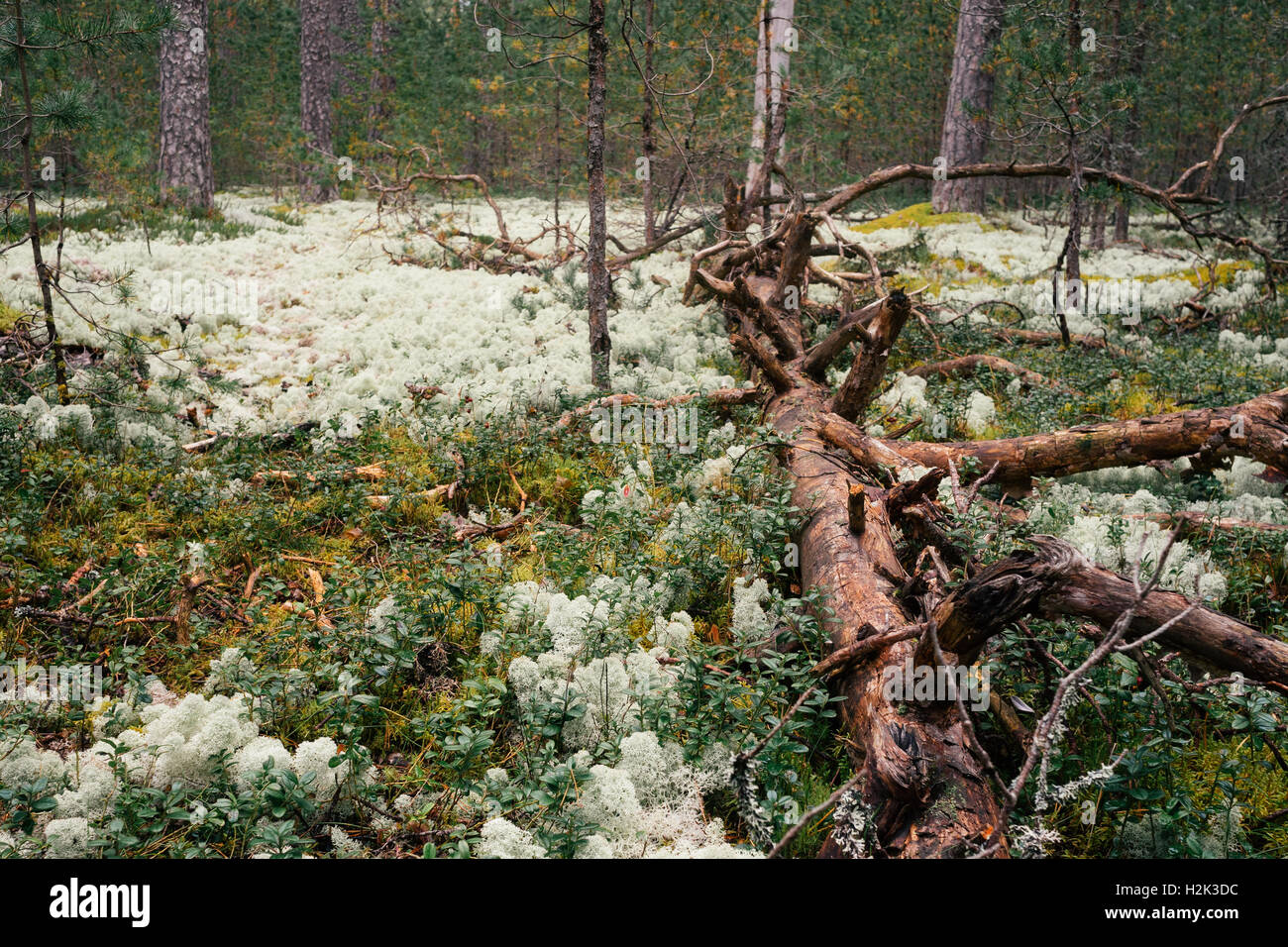 Trunk of fallen tree in coniferous forest Stock Photo - Alamy