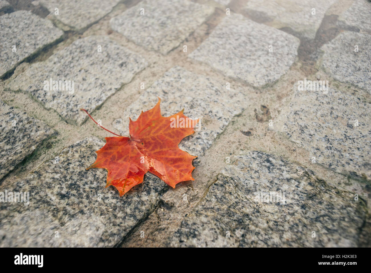 Pavement leaf hi-res stock photography and images - Alamy