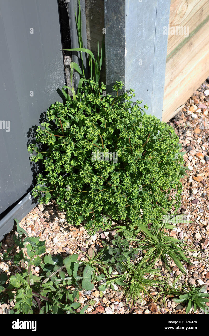 Australian weeds hi-res stock photography and images - Alamy