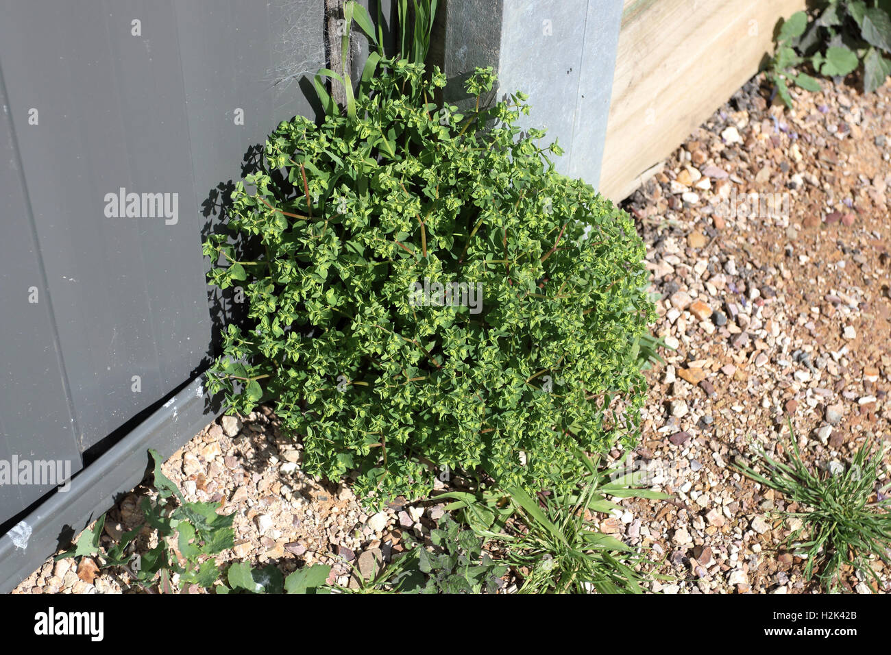 Australian weeds hi-res stock photography and images - Alamy