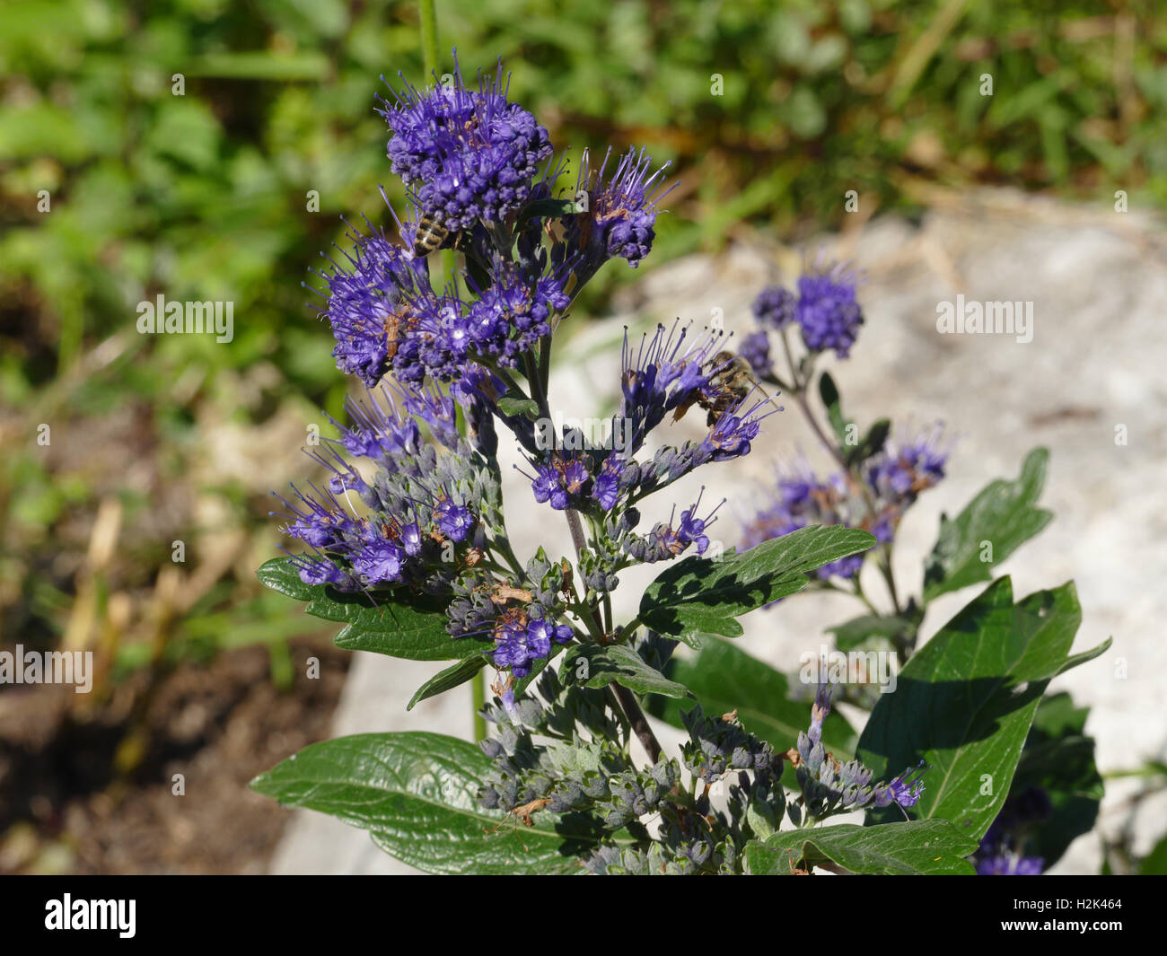 Bavaria Berchtesgaden National Park Ramsau Medical Herbal plant garden ...