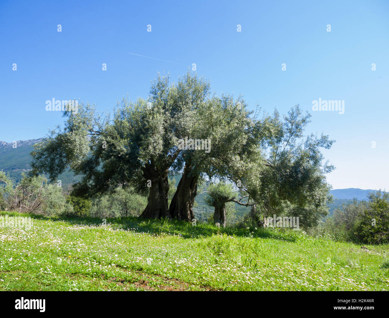 Meadow with olive trees in Lefkada Greece Stock Photo - Alamy