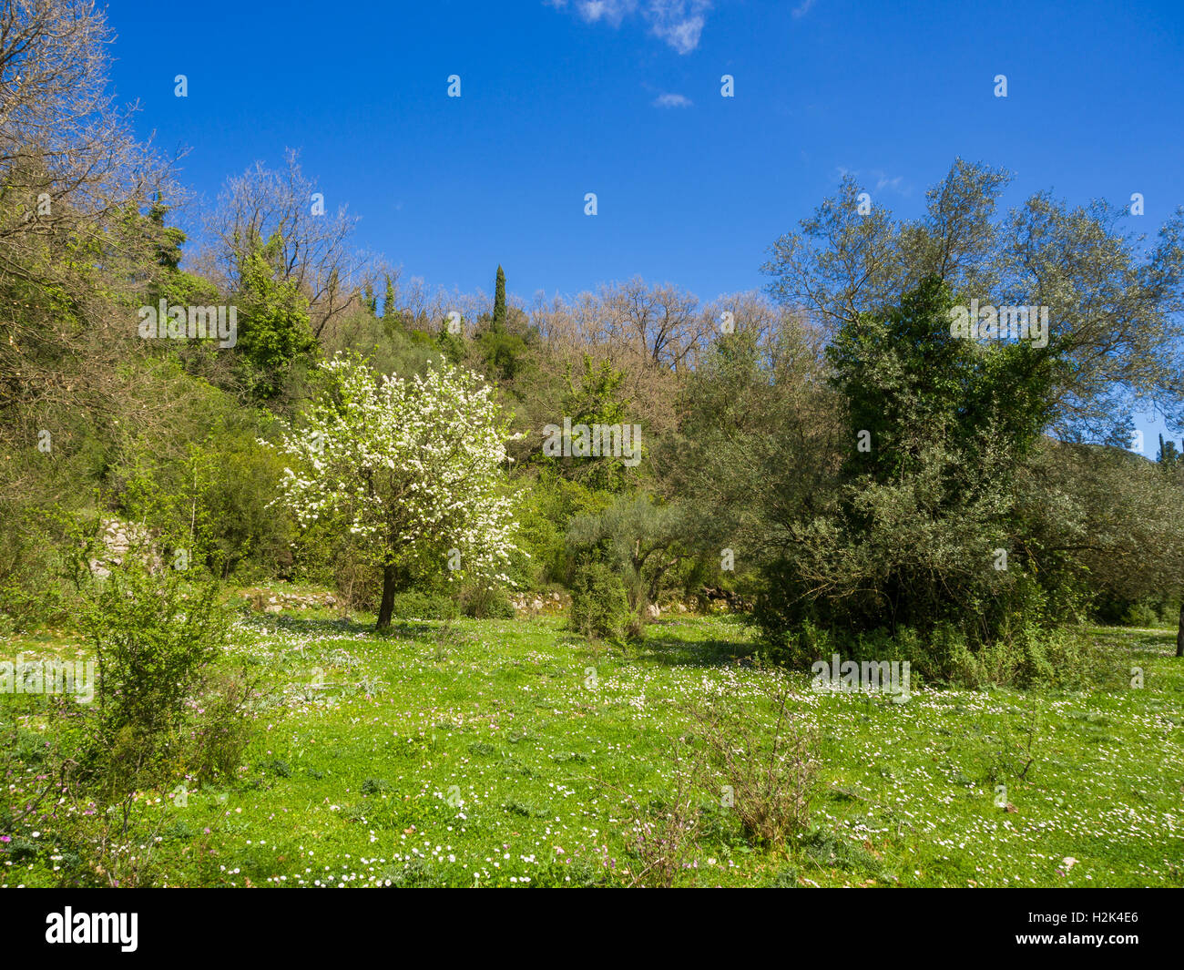 Meadow with olive trees in Lefkada Greece Stock Photo - Alamy