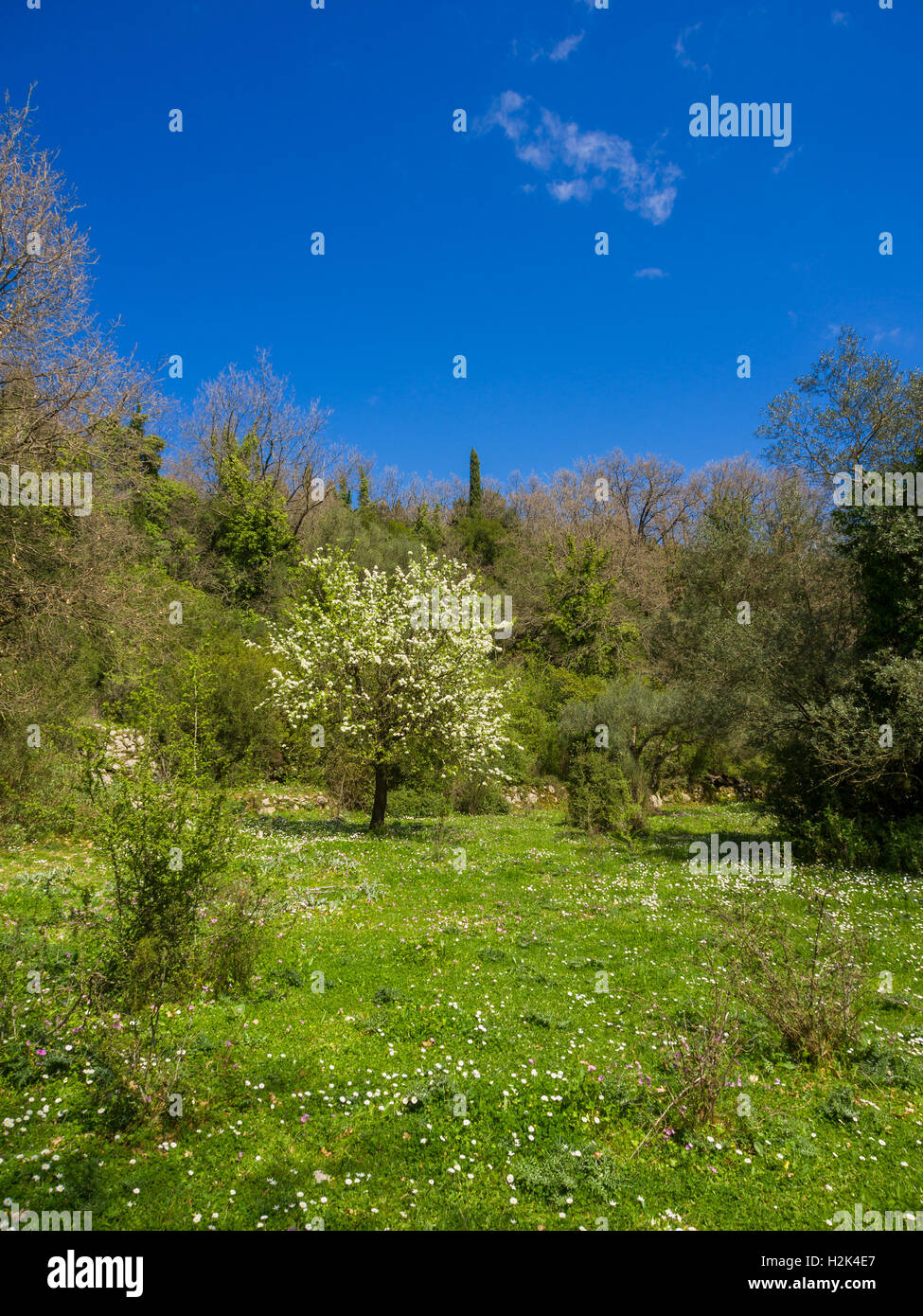 Meadow with olive trees in Lefkada Greece Stock Photo - Alamy
