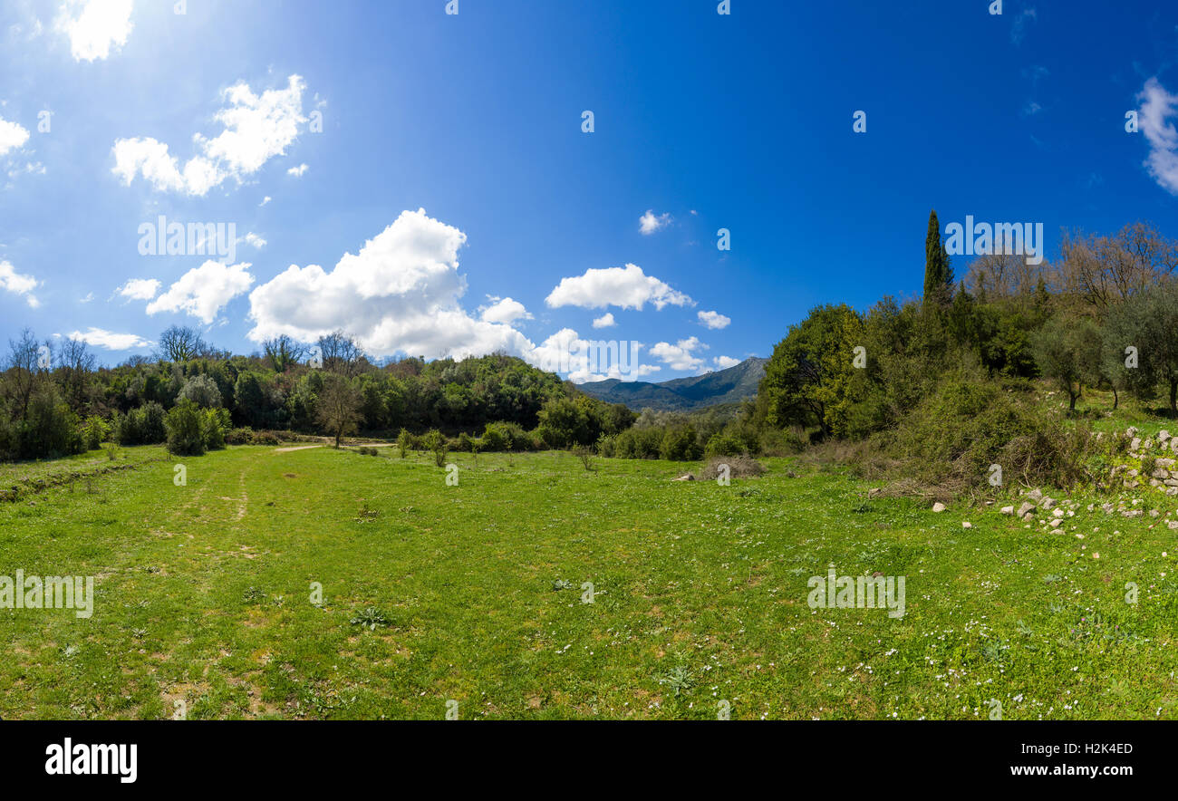 Meadow with olive trees in Lefkada Greece Stock Photo - Alamy
