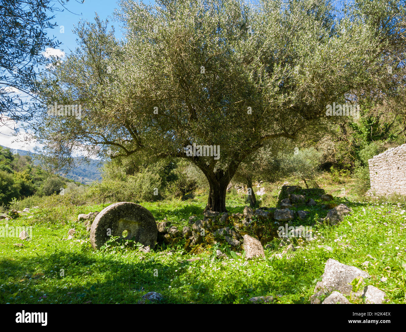 Meadow with olive trees in Lefkada Greece Stock Photo - Alamy