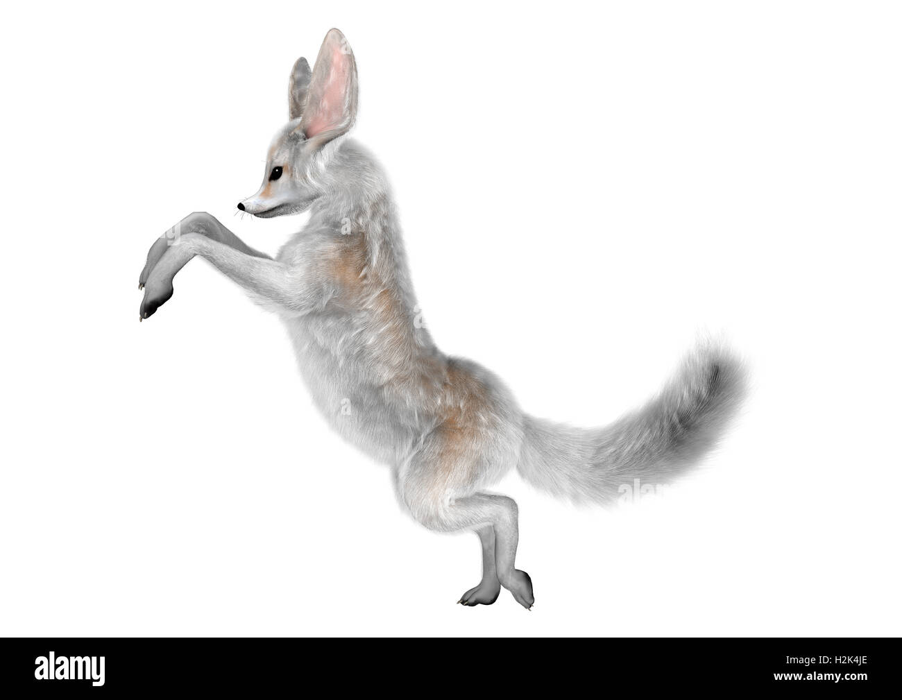 3D rendering of a fennec fox isolated on white background Stock Photo ...