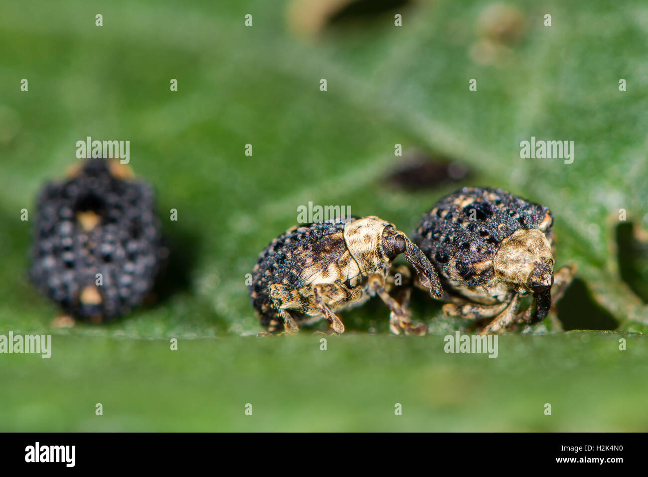 Figwort weevils (Cionus scrophulariae) on foodplant, in family ...