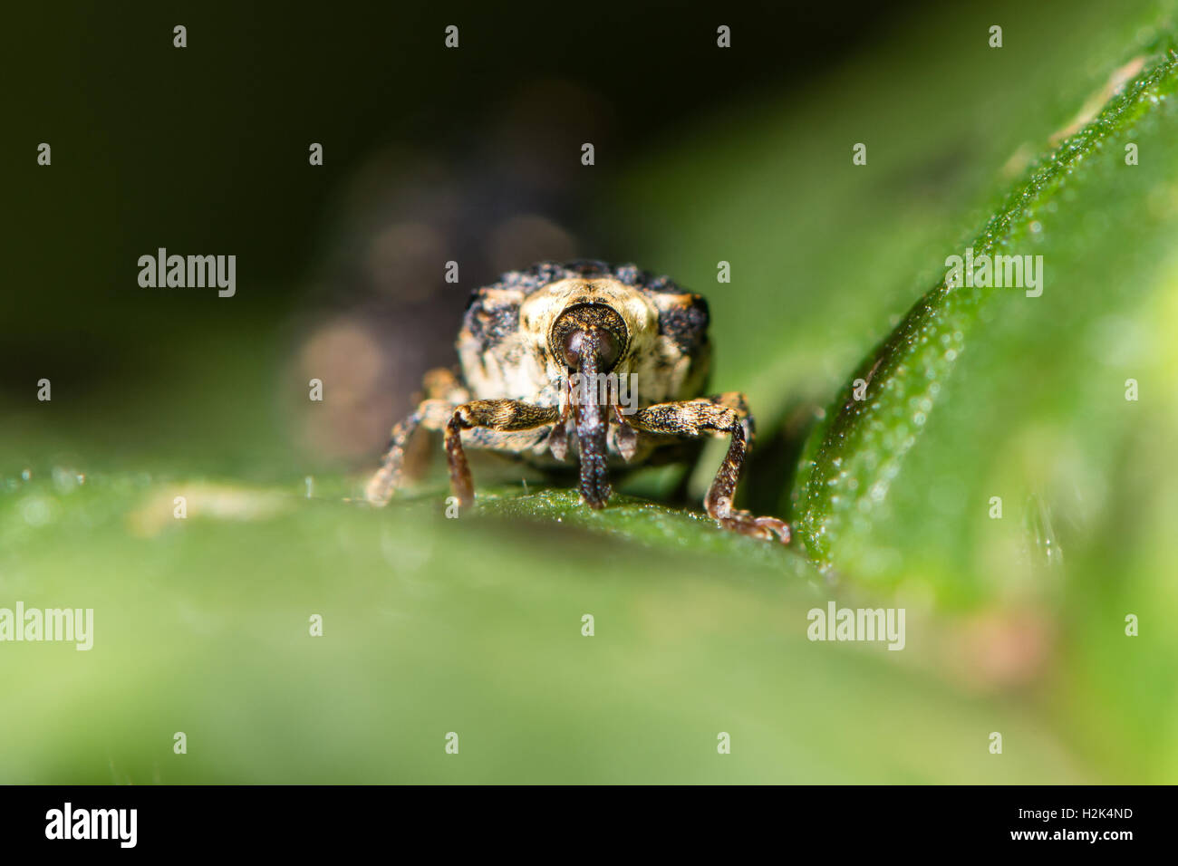 Figwort weevil (Cionus scrophulariae) on foodplant, in family ...