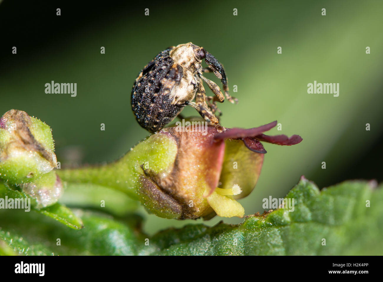 Figwort flower beetle hi-res stock photography and images - Alamy