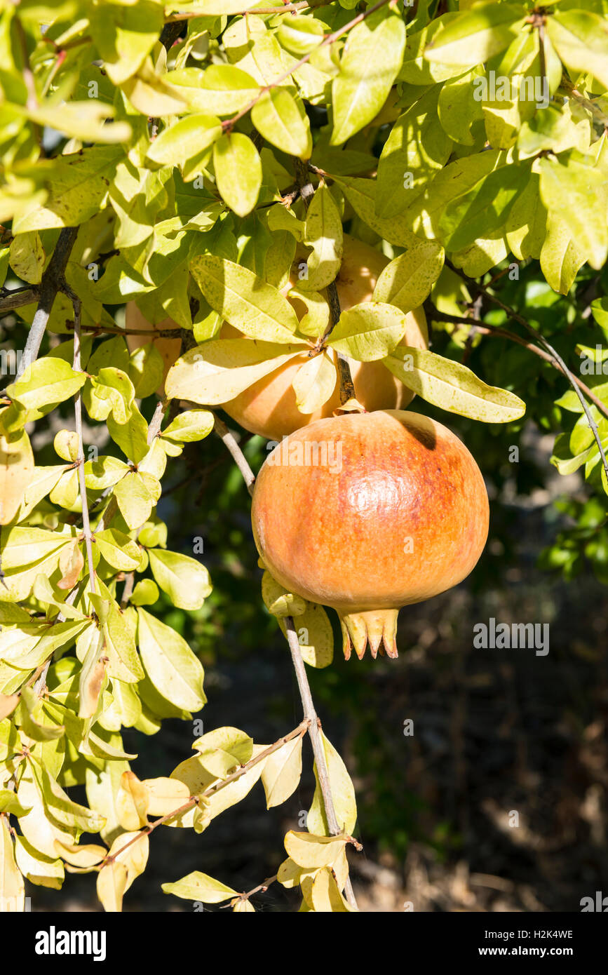 Pomegranate trees with fruits hi-res stock photography and images - Alamy