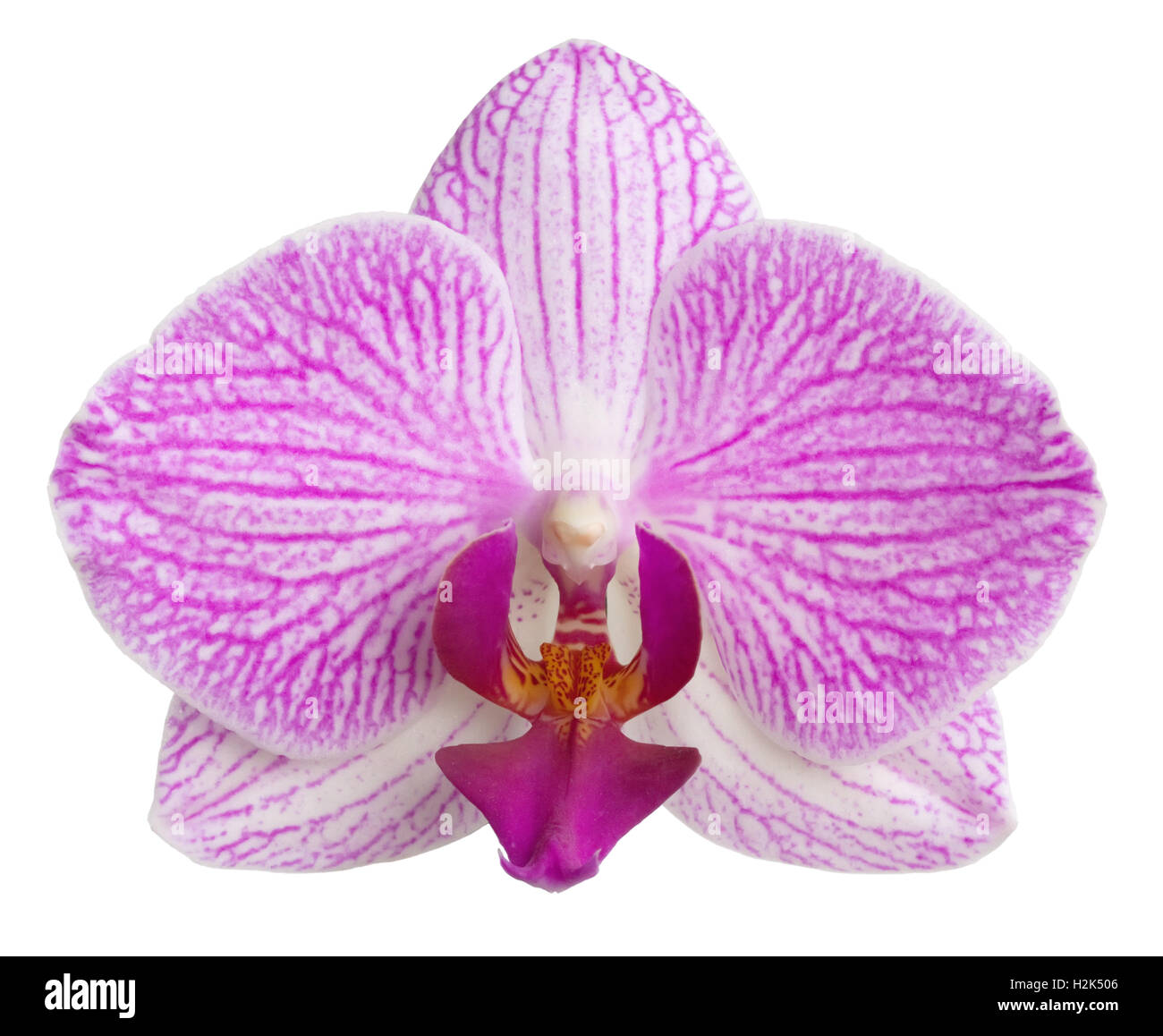 single orchid isolated on white background Stock Photo - Alamy