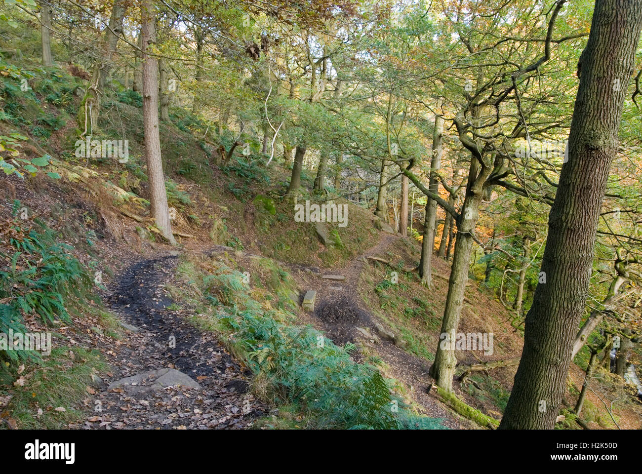 Oak Trees Pathway High Resolution Stock Photography and Images - Alamy