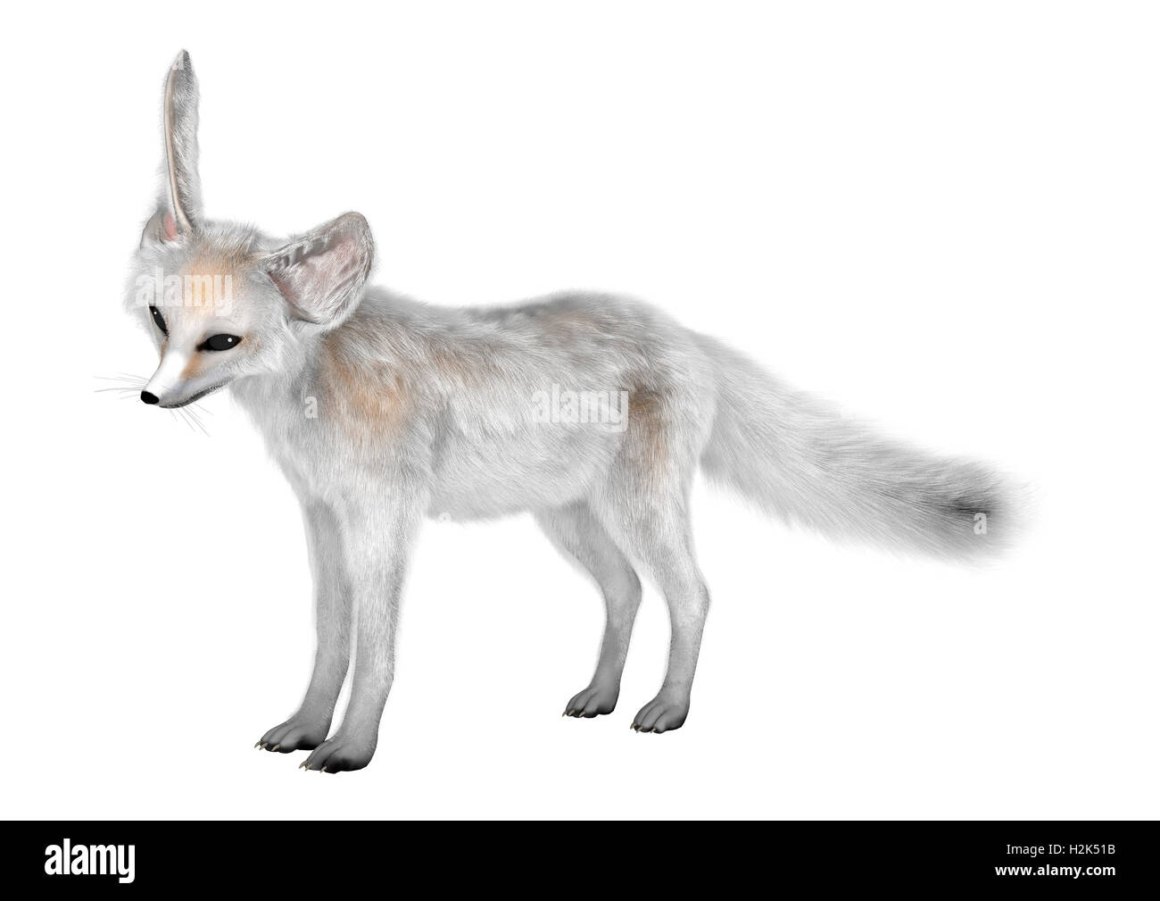 3D rendering of a fennec fox isolated on white background Stock Photo ...