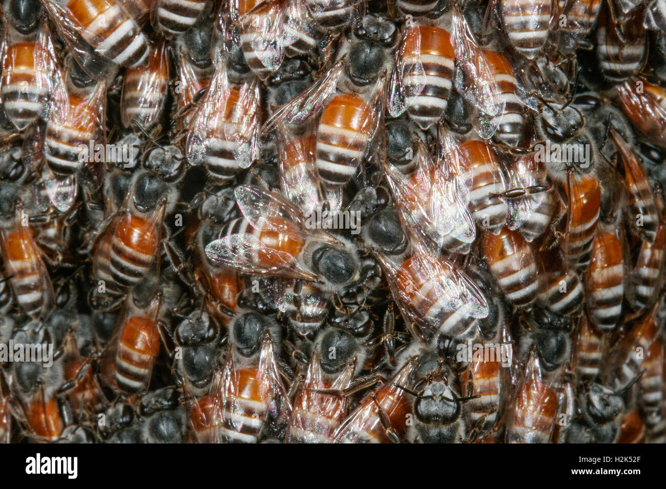 Wild Dwarf Honey Bees Apis florea in a colony under a rock overhang ...