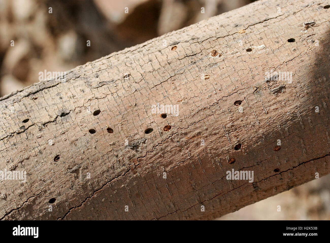 Bruchid beetle hi-res stock photography and images - Alamy