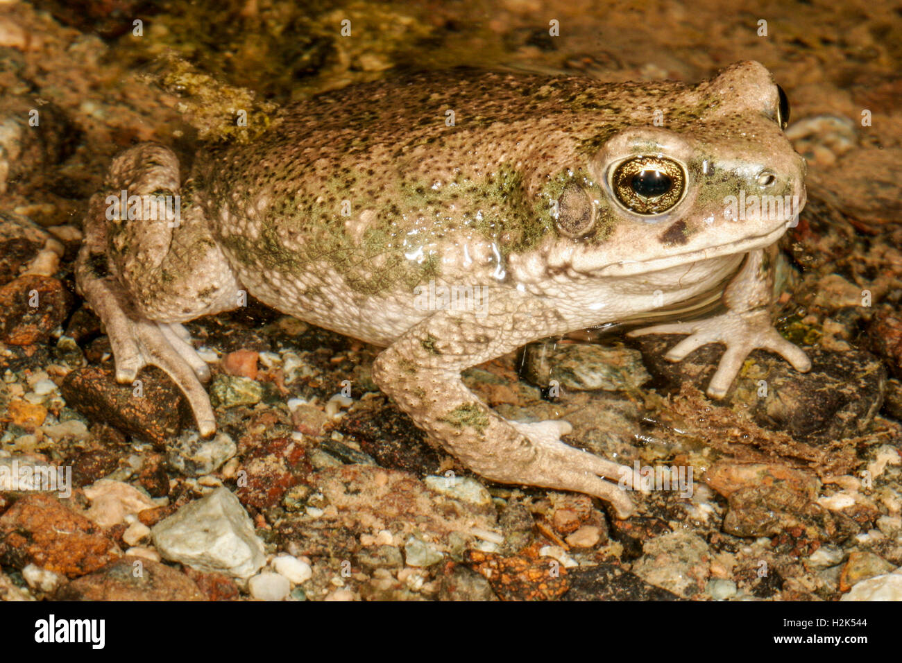 Hajar mountains wadi uae hi-res stock photography and images - Alamy