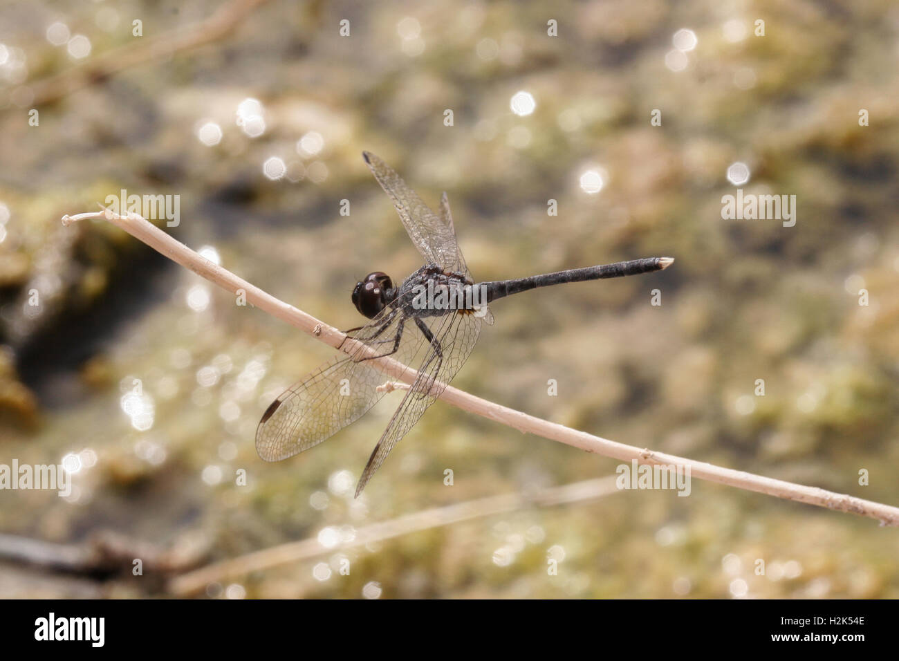 Black percher hi-res stock photography and images - Alamy