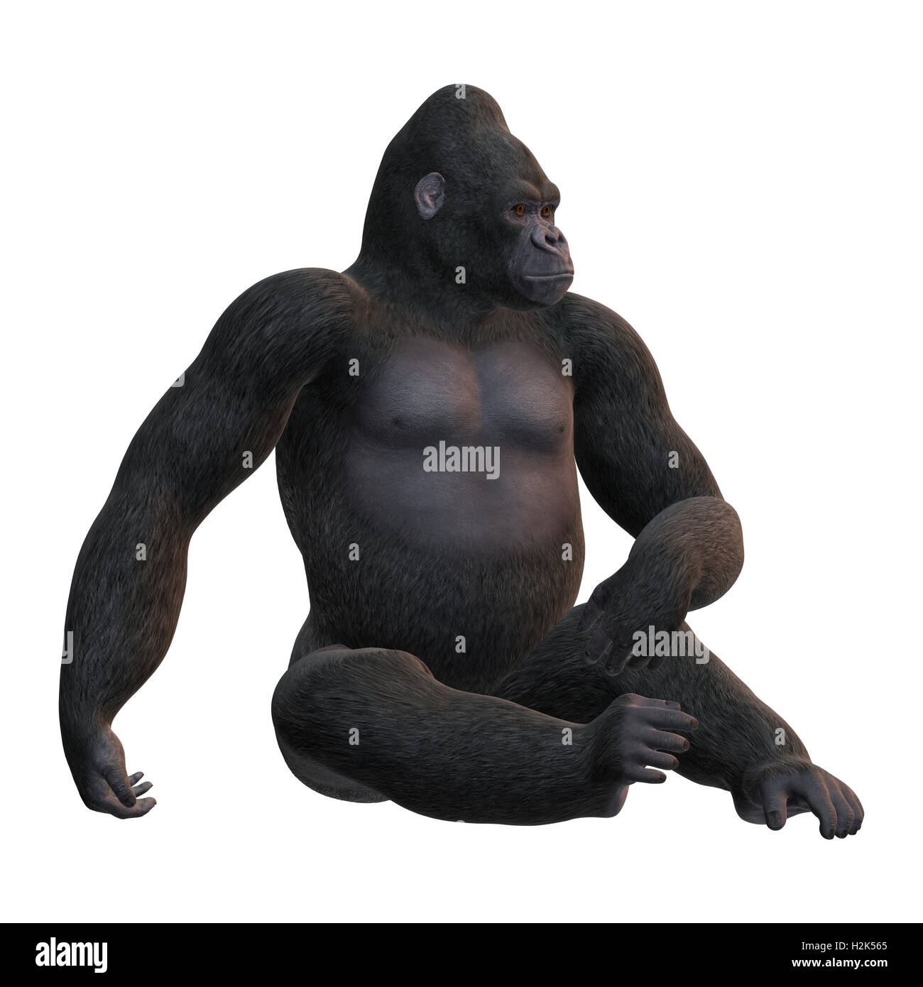 3D rendering of a Gorilla, a herbivorous ape, isolated on white ...