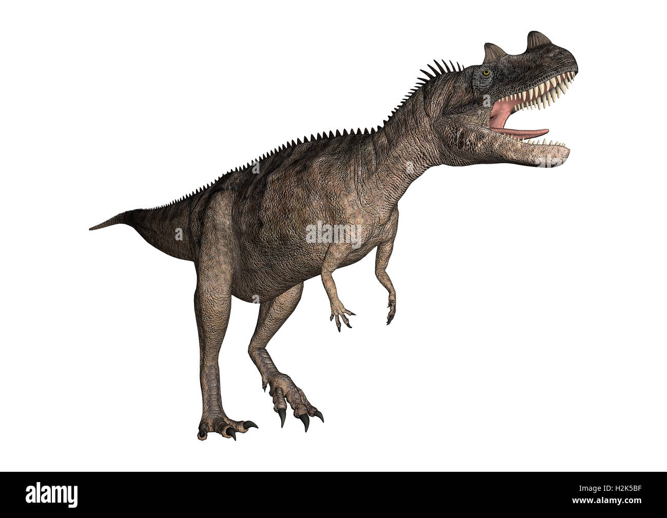 3D rendering of a dinosaur Ceratosaurus isolated on white background ...
