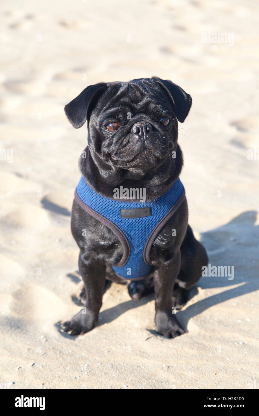 Black pug sitting on the sand, North Sea beach, Germany Stock Photo - Alamy