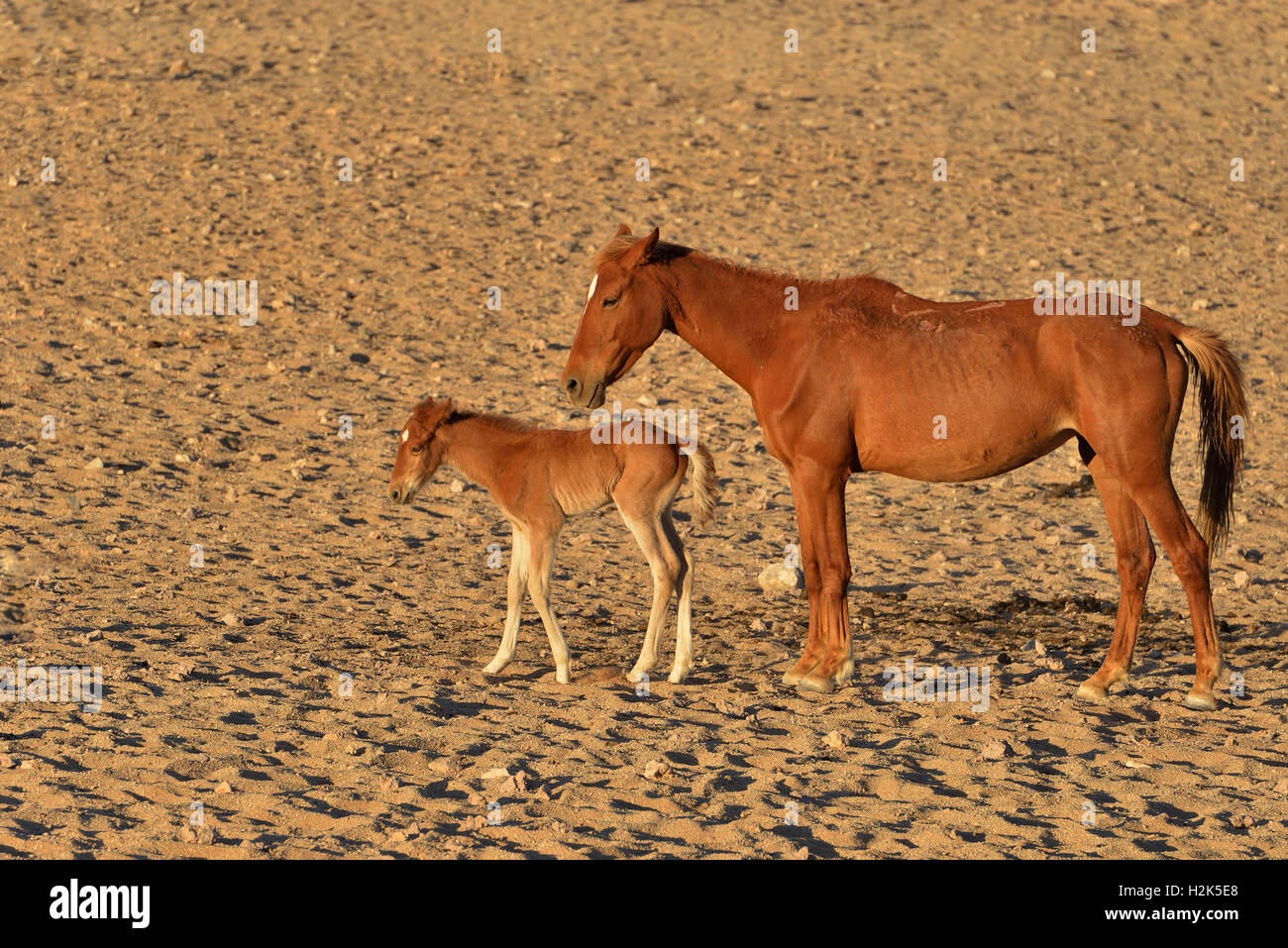 Desert Horses, Namib desert horses or Namibs (Equus ferus), mother and ...