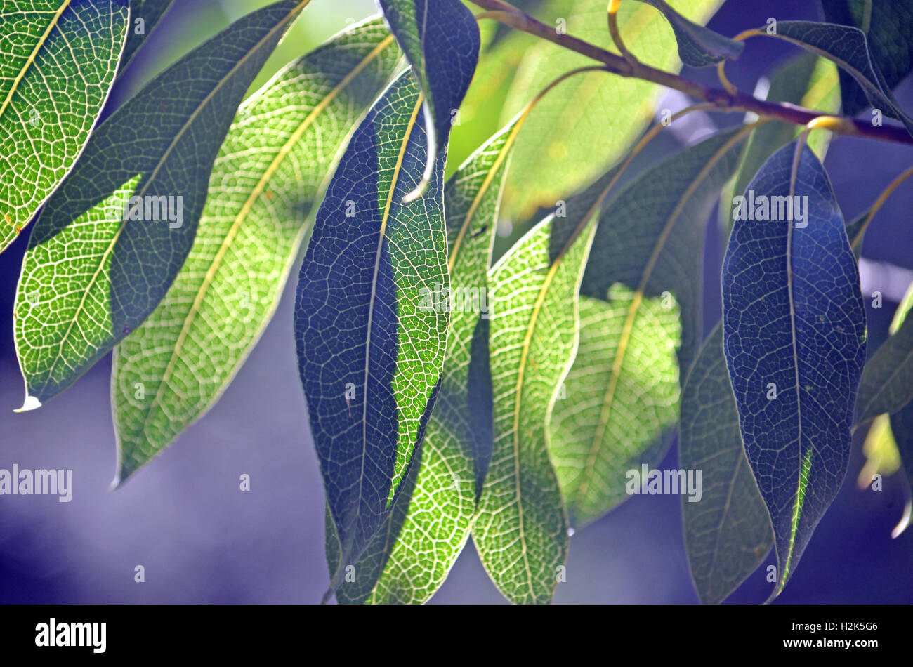 Back lit leaves of the Australian native Protea, the Woody Pear ...