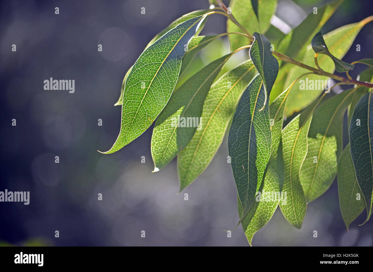 Back lit leaves of the Australian native Protea, the Woody Pear ...