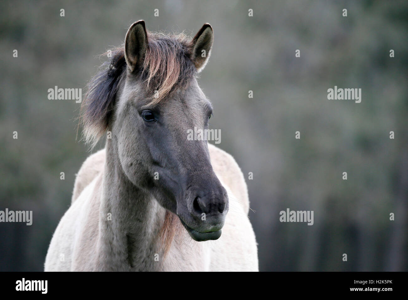 Dulmen pony hi-res stock photography and images - Alamy