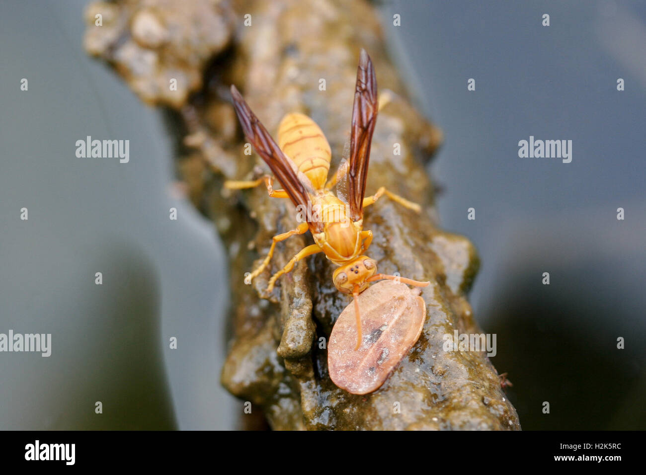 Paper wasp, Polistes wattii at a water pool in the Hajar mountains, UAE ...