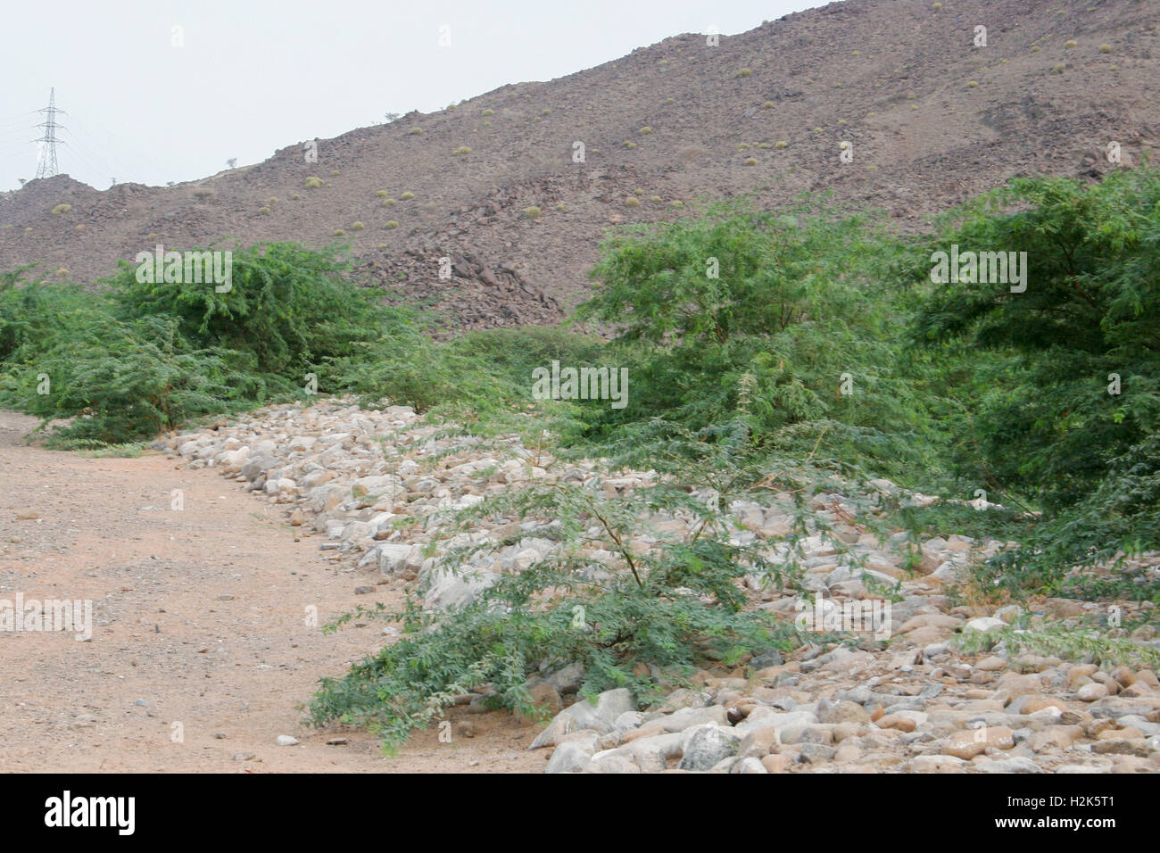 Invasive mesquite (Prosopis juliflora) trees in a wadi in Fujairah, UAE ...