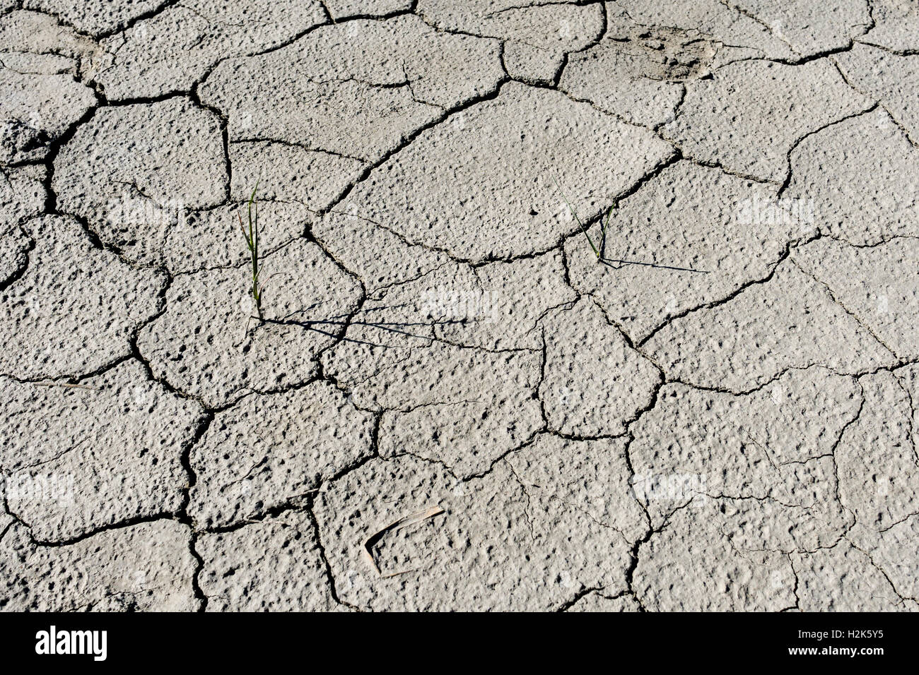 Dried out soil with cracks and a single little gras plant, Tuscany ...