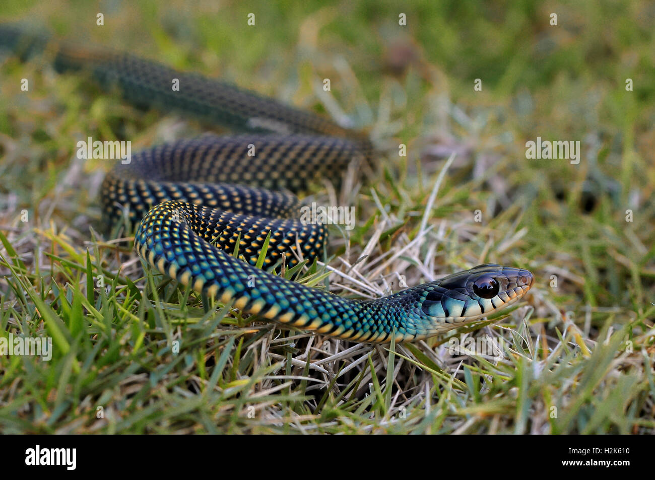 Speckled Racer (Drymobius margaritiferus), Corozal district, Belize ...