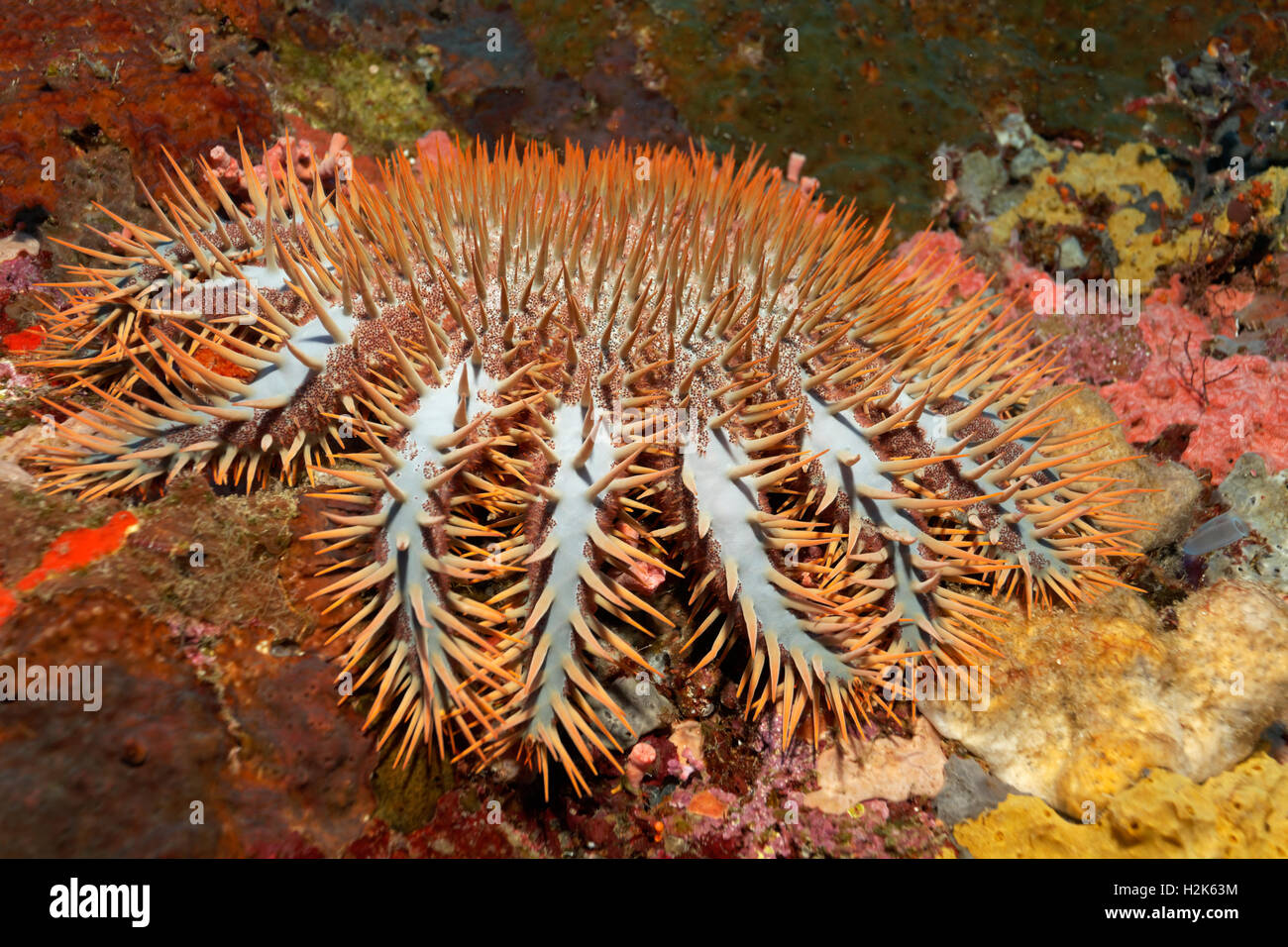 Crown-of-Thorns Sea Star (Acanthaster planci), Wakatobi Island ...