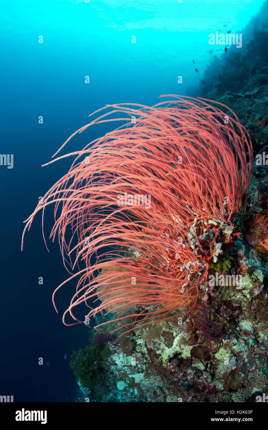 Sea whip coral ellisella ceratophyta hi-res stock photography and ...